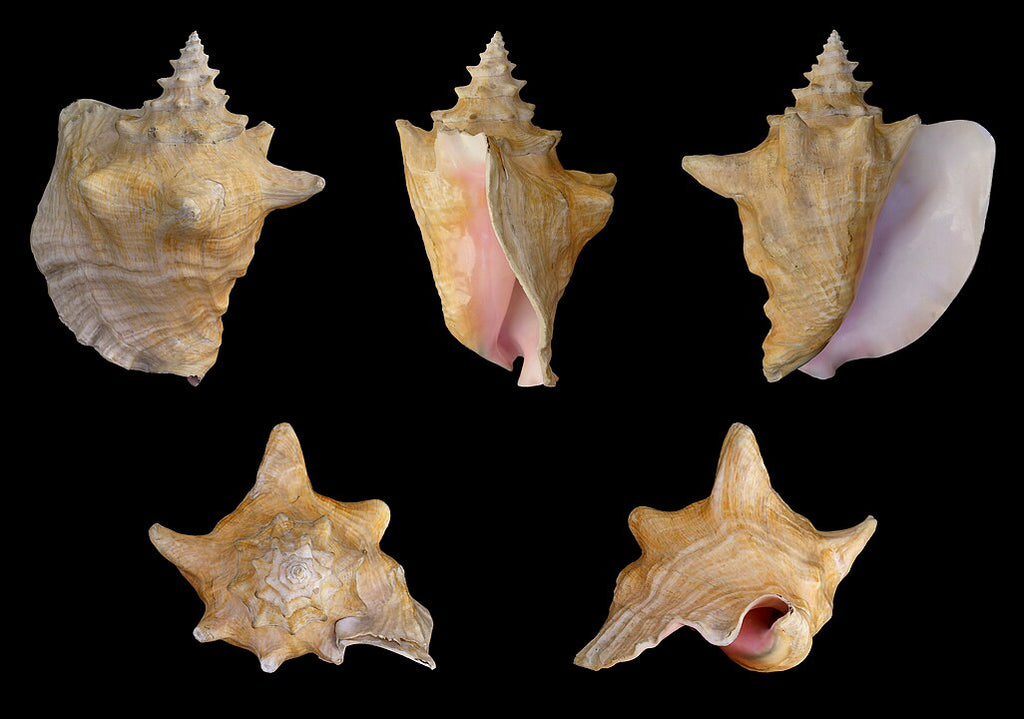 Queen Conch Shells Queen Conch (Aliger Gigas) ANGARI Foundation