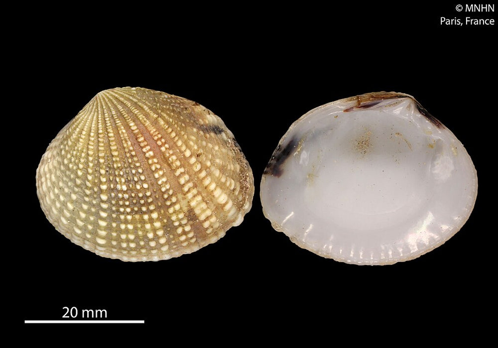 Elegant Venus (Gafrarium pectinatum): A Comprehensive Guide to Its Hab