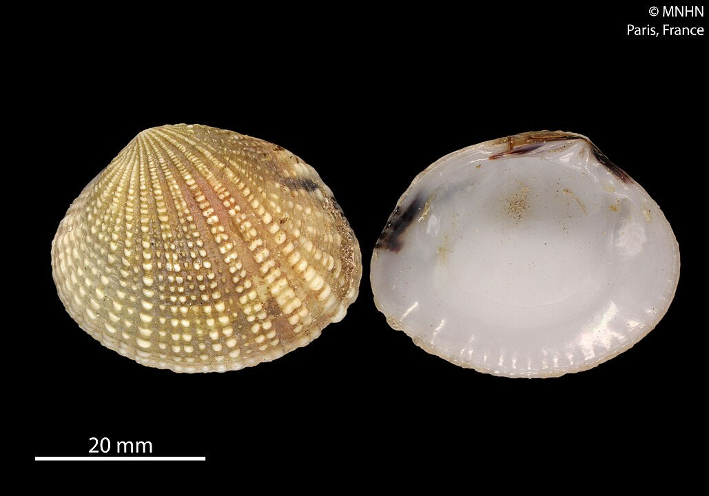 Elegant Venus (Gafrarium pectinatum): A Comprehensive Guide to Its Hab