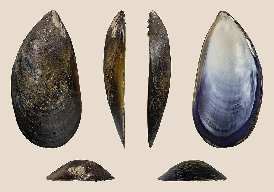 Chilean Mussel (Mytilus chilensis): A Key Species in Sustainable Aquac