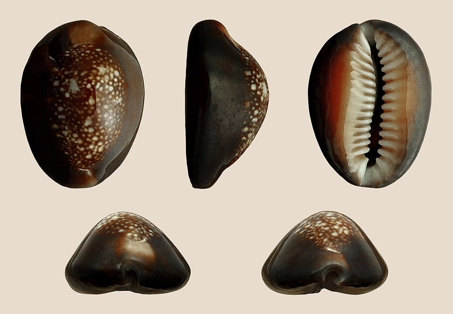Snake-head Cowrie (Cypraea caputserpentis): A Comprehensive Guide to I