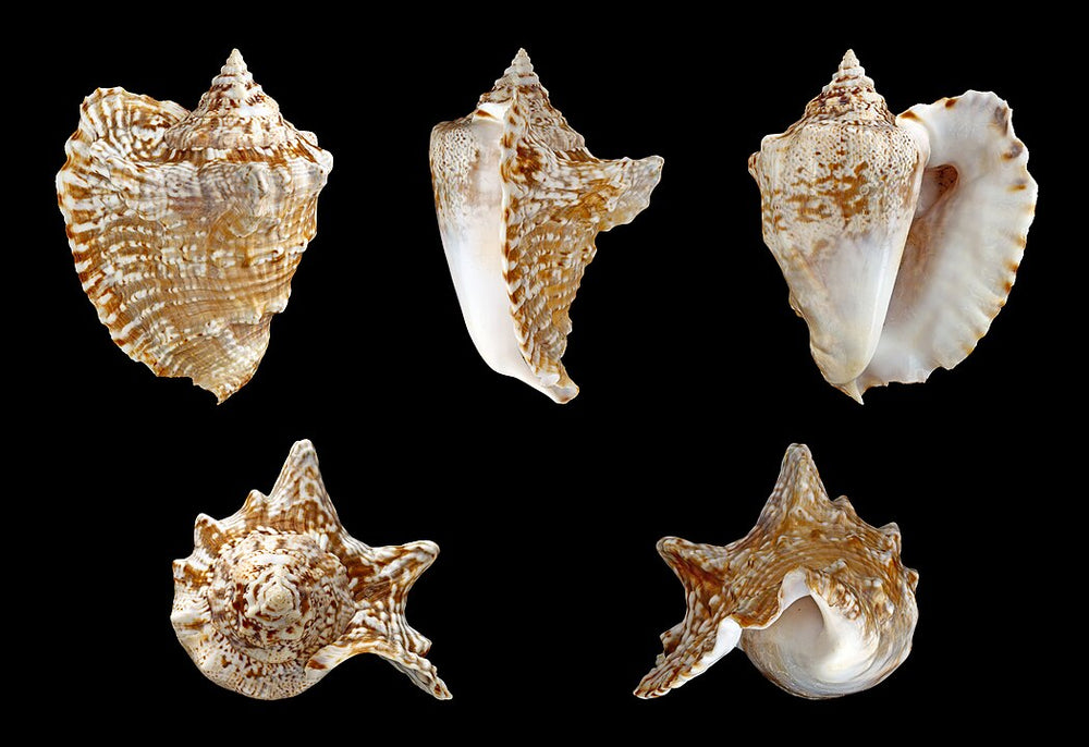 Hawk-wing Conch (Lobatus raninus): A Comprehensive Overview of Its Hab
