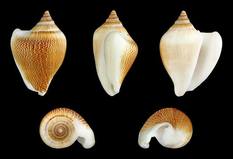 Dog Conch (Laevistrombus canarium): Insights into Its Habitat and Culi ...