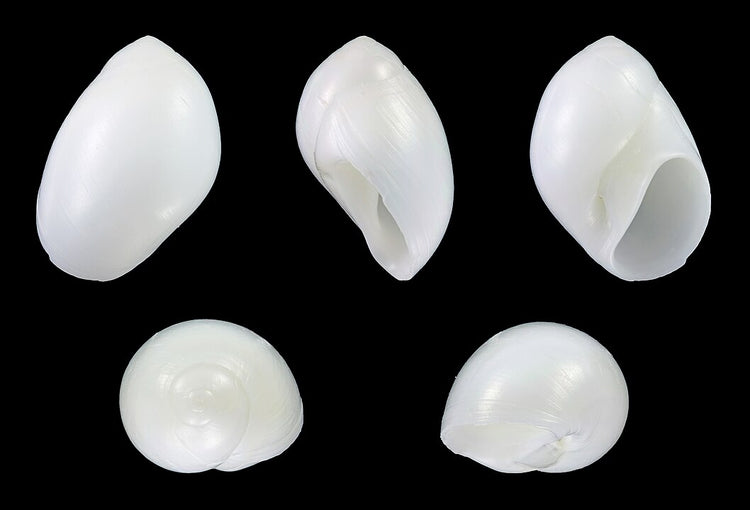 Pear-shaped Moon Snail (Polinices mammilla): A Comprehensive Overview ...