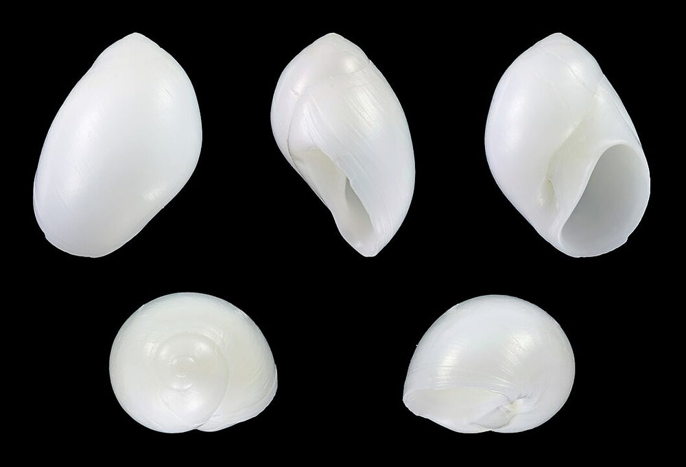 Pear-shaped Moon Snail (Polinices mammilla): A Comprehensive Overview