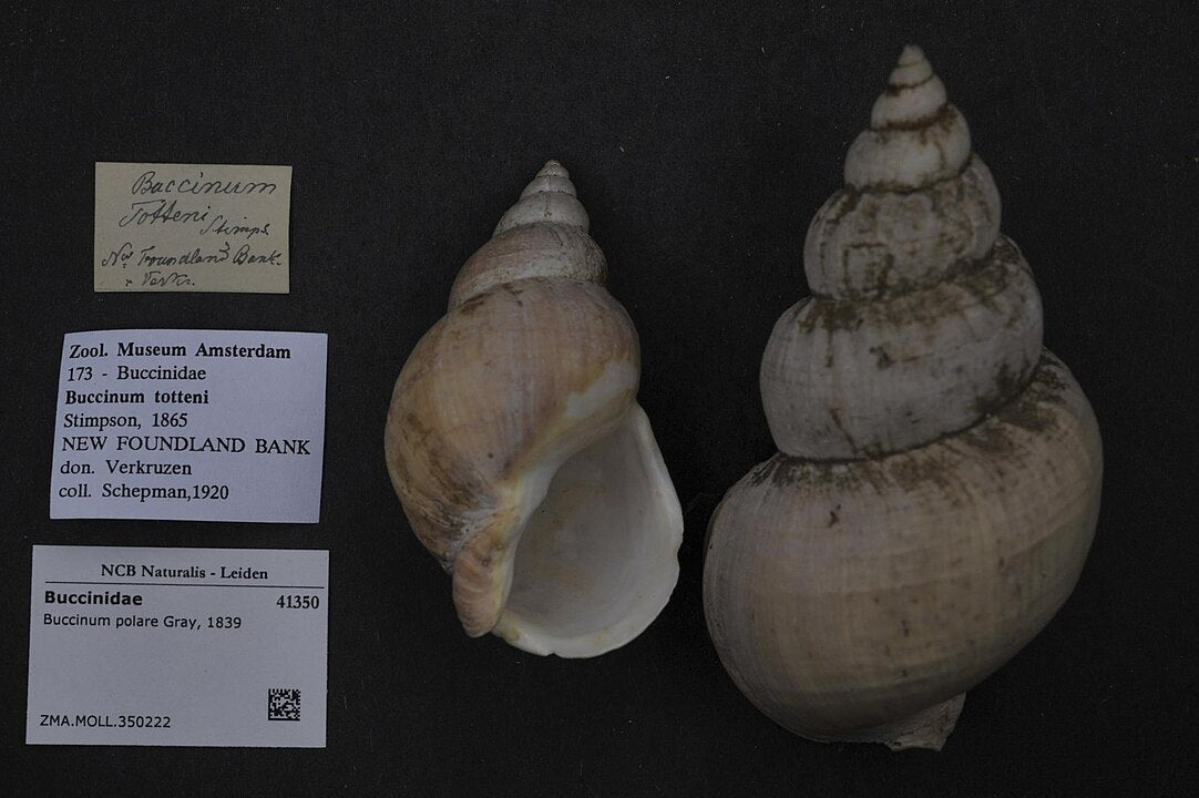 Arctic Whelk (Buccinum polare): Insights into Its Habitat and Ecology