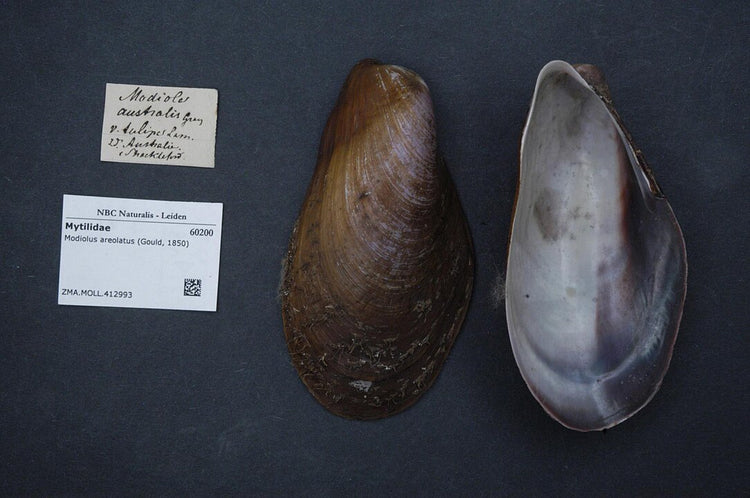 Southern Horse Mussel (Modiolus areolatus): Ecological Importance and ...
