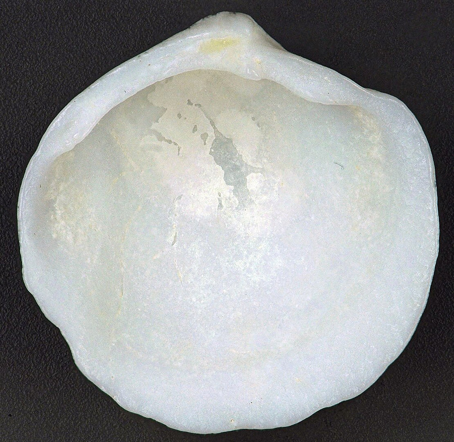 Atlantic Lucine (Lucina pensylvanica): An Overview of its Habitat and