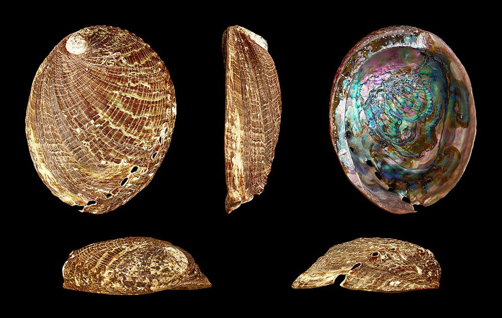 Mexican Green Abalone (Haliotis fulgens): Insights into Habitat and Co