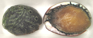 White Abalone (Haliotis sorenseni): Conservation Status and Ecological