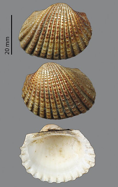Blood Cockle (Tegillarca granosa): A Comprehensive Guide to Its Habita