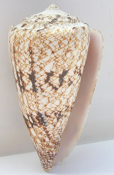 Spider Cone (Conus araneosus): A Comprehensive Overview of Its Habitat