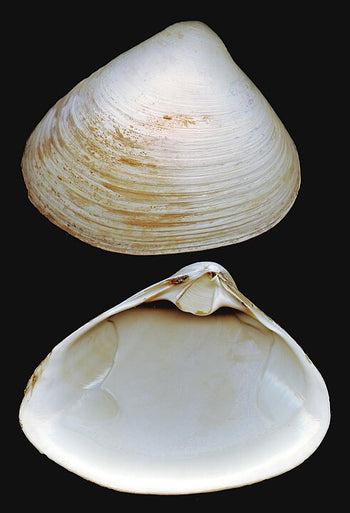 Atlantic Surf Clam (Spisula solidissima): A Comprehensive Guide to Its ...