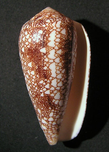 Omaria Cone (Conus omaria): A Fascinating Species of Marine Snail ...