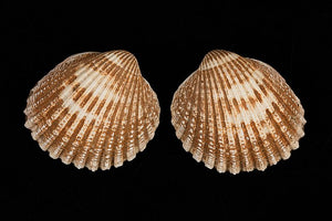 Prickly Cockle (Acanthocardia echinata): Understanding Its Habitat and