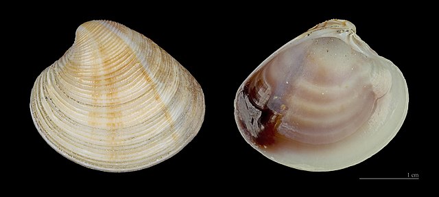 Venus Clam (Chamelea gallina): A Comprehensive Guide to Identification