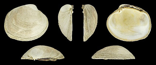 Pacific Littleneck Clam (Leukoma staminea): Habitat, Cultivation, and