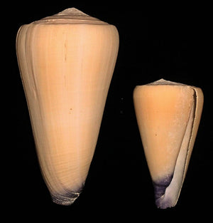 Virgin Cone (Conus virgo): A Comprehensive Guide to Its Habitat and Ch