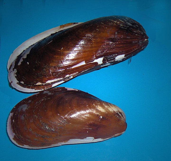 Types of Seashells: A Guide for Collectors and Beachcombers – FinGlass