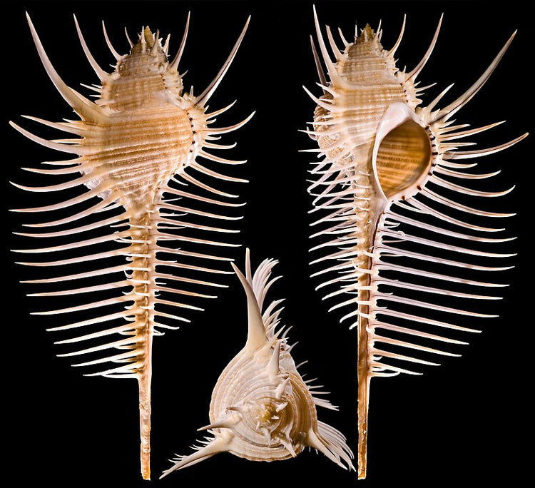 Venus Comb Murex (Murex pecten): A Comprehensive Guide to Its Characte ...