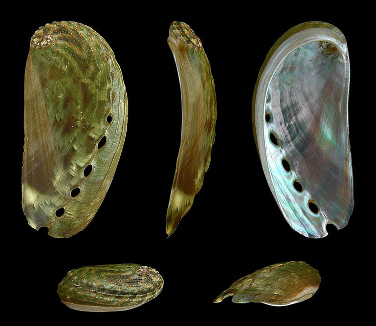Threaded Abalone (Haliotis asinina): An Overview of Its Ecology and Cu ...