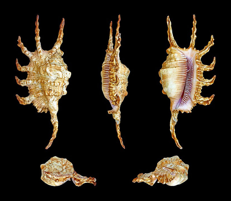 Scorpion Conch (Lambis scorpius): A Comprehensive Guide to Its Habitat