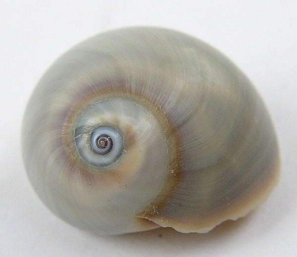 Shark Eye (Neverita duplicata): An Insight into This Unique Gastropod