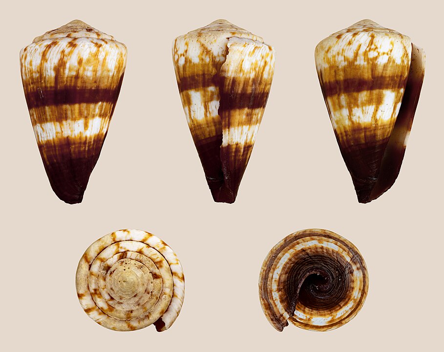Soldier Cone (Conus miles): Understanding Its Habitat and Characterist