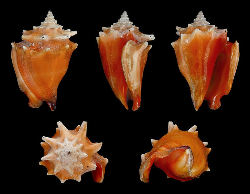 West Indian Fighting Conch (Strombus pugilis): Insights into Its Habit