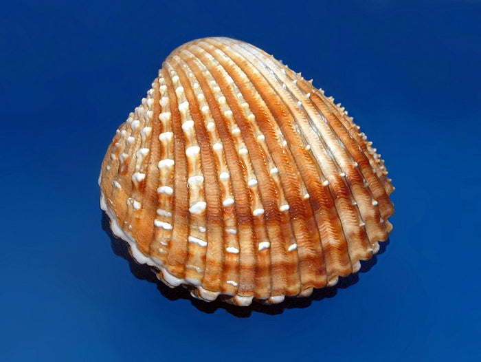 Rough Cockle (Acanthocardia tuberculata): A Comprehensive Guide to Its