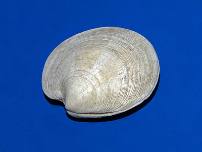 Dosinia Clam (Dosinia exoleta): A Comprehensive Guide to Its Habitat a