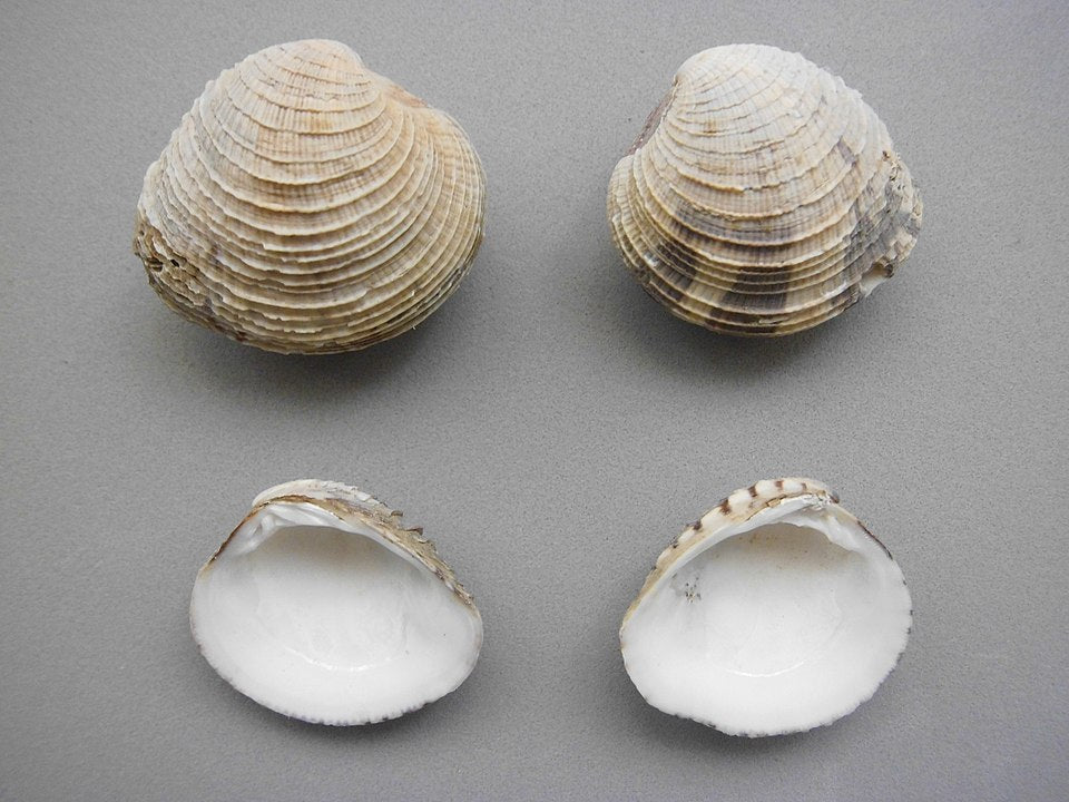Venus Clam (Chamelea gallina): A Comprehensive Guide to Identification