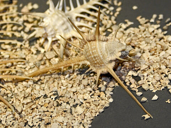 Toothed Murex (Murex tribulus): A Comprehensive Overview of Its Habita ...