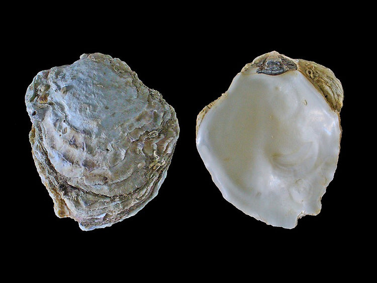 Belon Oyster (Ostrea edulis): A Culinary Delicacy and Marine Treasure ...