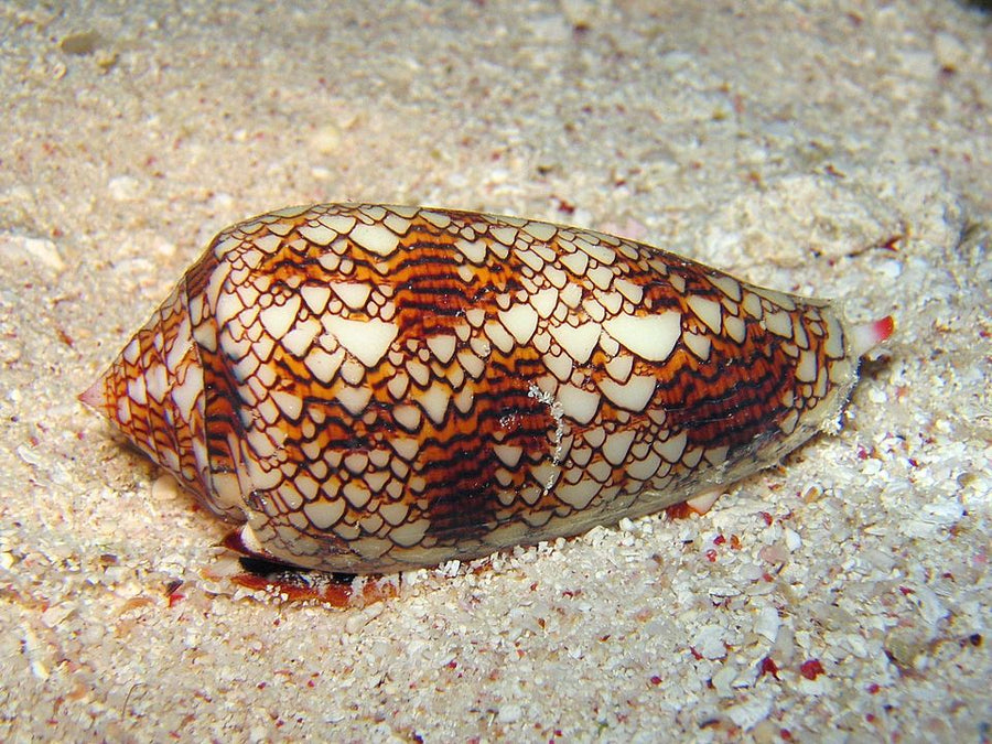 Textile Cone (Conus textile): A Comprehensive Overview of Its Characte