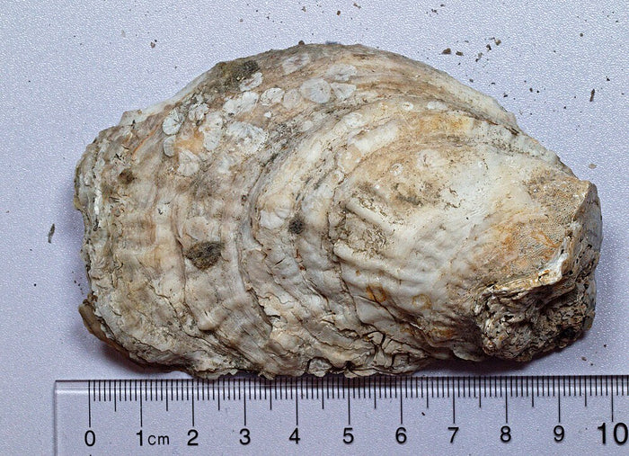 Eastern Oyster (Crassostrea virginica): Key Facts and Ecological Impor