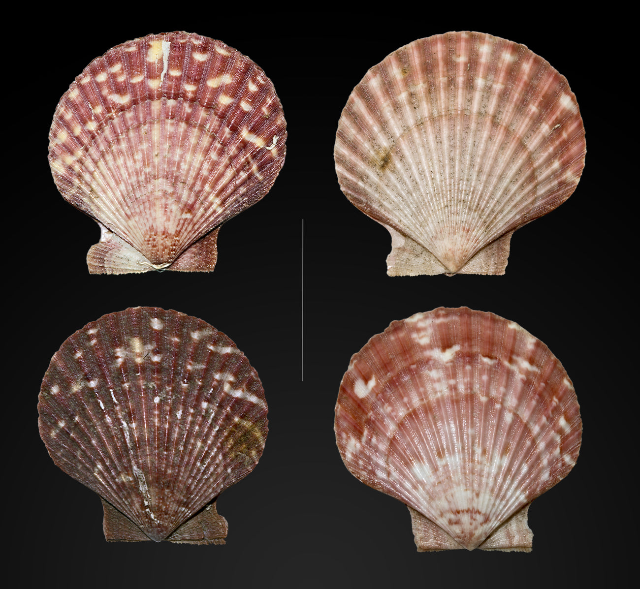 Queen Scallop (Aequipecten opercularis): A Comprehensive Guide to Its