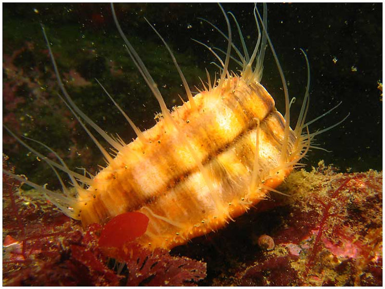 Spiny Scallop (Chlamys hastata): A Comprehensive Guide to Its Habitat ...