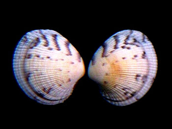 Tiger Lucine (Codakia orbicularis): A Comprehensive Overview of Its Ha ...