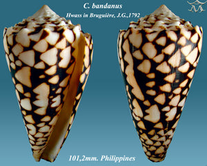 Banded Cone (Conus bandanus): Insights into Its Habitat and Characteri