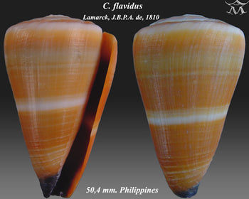 Yellow Cone (Conus flavidus): Characteristics and Habitat of a Fascina ...