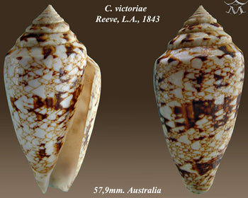 Queen Victoria's Cone (Conus victoriae): An Overview of Its Habitat an ...