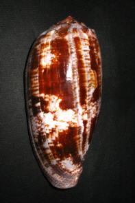 Geography Cone (Conus geographus): Understanding Its Habitat and Ecolo