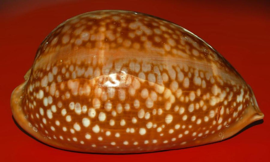 Deer's Cowrie (Cypraea cervus): A Comprehensive Overview of Its Habita