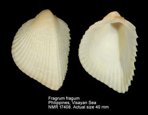 Fragile Cockle (Fragum fragum): Understanding its Habitat and Conserva