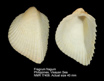 Fragile Cockle (Fragum fragum): Understanding its Habitat and Conserva