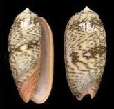 Types of Seashells: A Guide for Collectors and Beachcombers – tagged ...