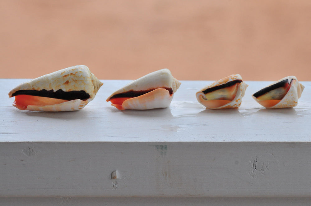 Strawberry Conch (Conomurex luhuanus): A Guide to Its Habitat and Sign