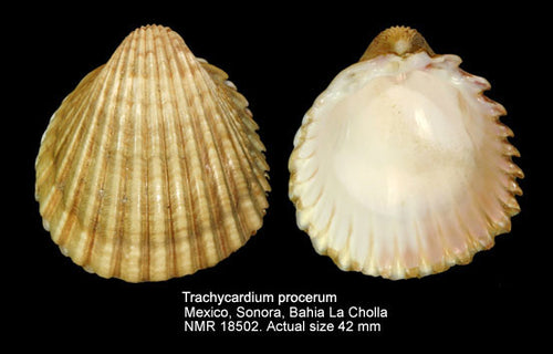 Yellow Cockle (Trachycardium procerum): A Comprehensive Overview of It