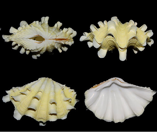 Fluted Giant Clam (Tridacna squamosa): A Comprehensive Overview of Its